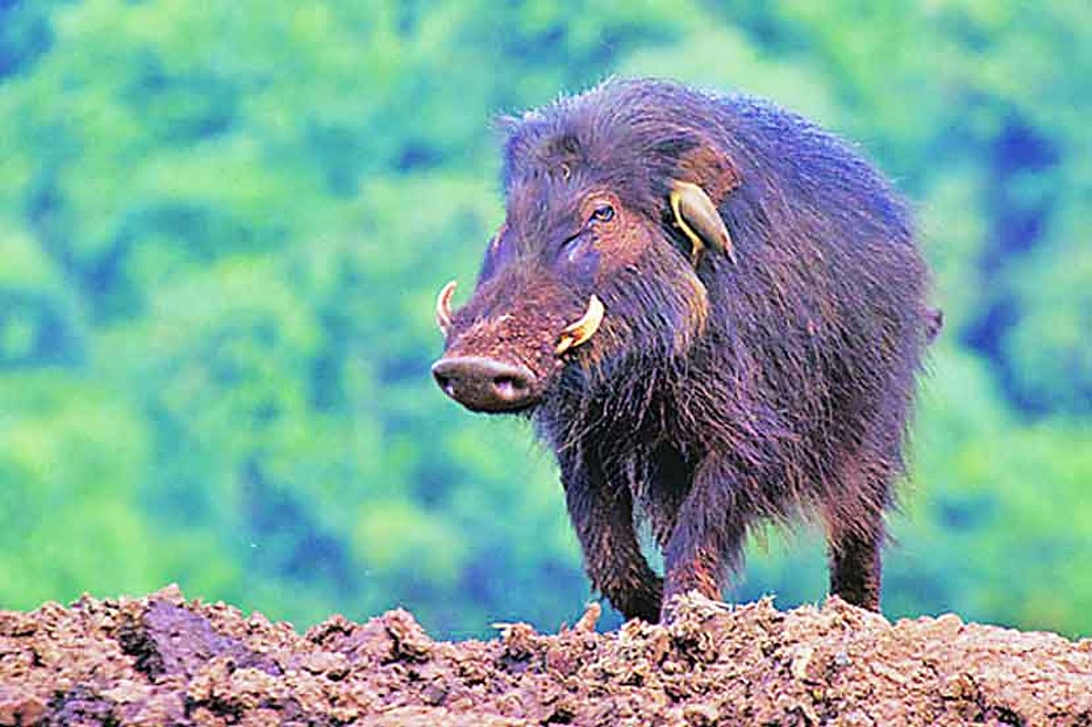 How To Protect Farm From Wild Pig how-to-protect-farm-from-wild-pig