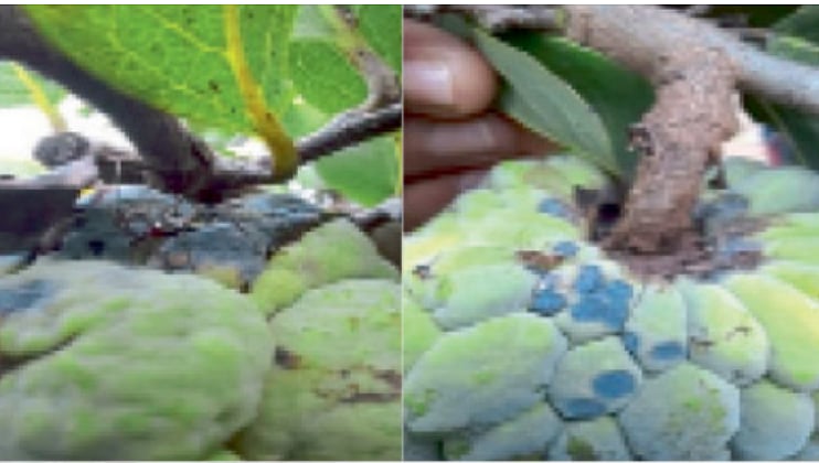 Custard Apple Disease । सीताफळ रोग । टी मॉस्क्युटो बग
