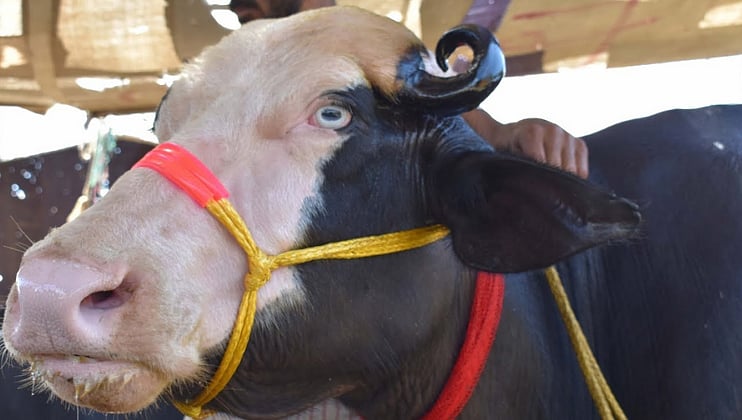 निली रावी म्हैस कशी ओळखावी | characteristics of Niliravi Buffalo