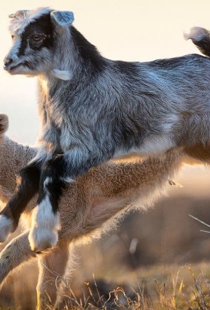 शेळी पालन व्यवसायातील नफ्याचे प्रमाण हे करडांच्या संख्येवर, त्यांच्या ...