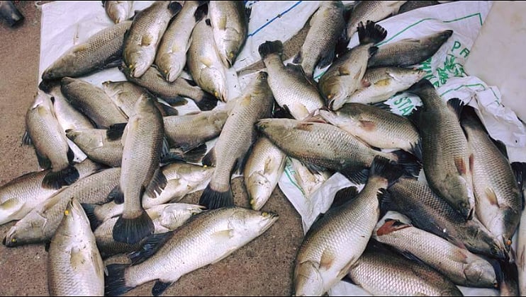 खाऱ्या पाण्यातील जिताडा मासा गोड्या पाण्यातही वाढतो! | Jitada Fish | Fish