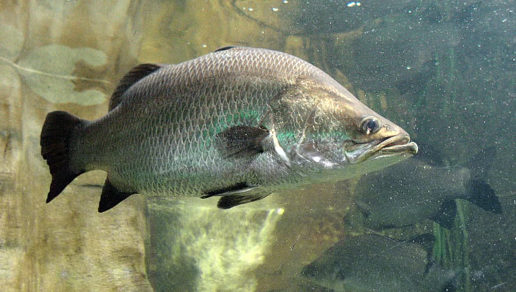 खाऱ्या पाण्यातील जिताडा मासा गोड्या पाण्यातही वाढतो! | Jitada Fish | Fish