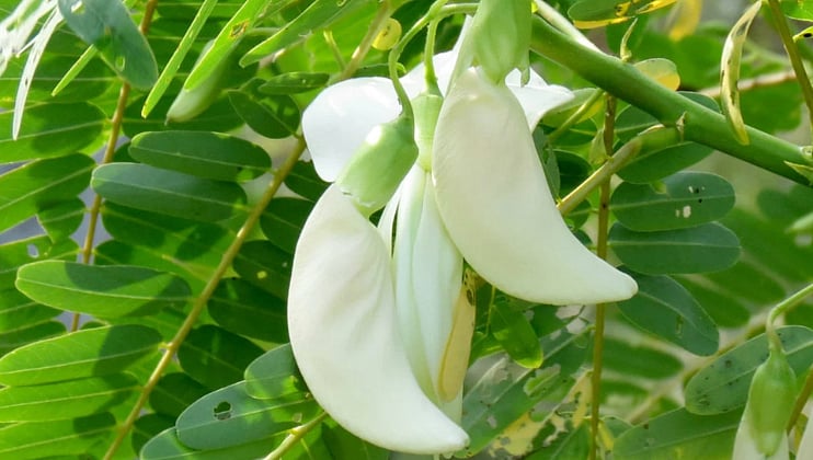 हादग्याची लागवड कशी करावी | Hadga Information