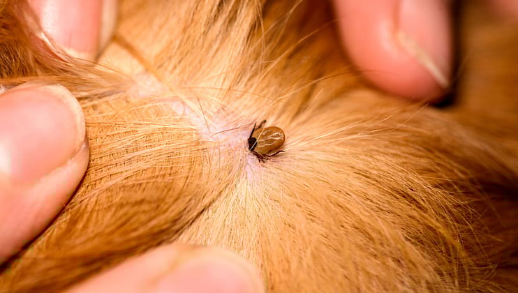 गोचीड नष्ट करण्याचे जैविक उपाय |gochid marnyasathi upay