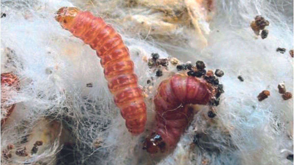 गुलाबी बोंडअळी नियंत्रणासाठी `मेटिंग डिर्स्टबन्स’ तंत्र । Pink Bollworm ...