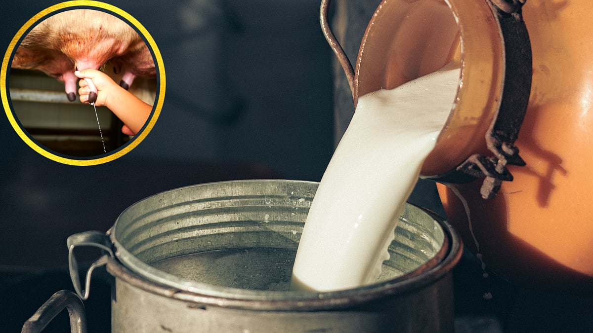 स्वच्छ दूध उत्पादनाची सूत्रे | Clean Milk Production