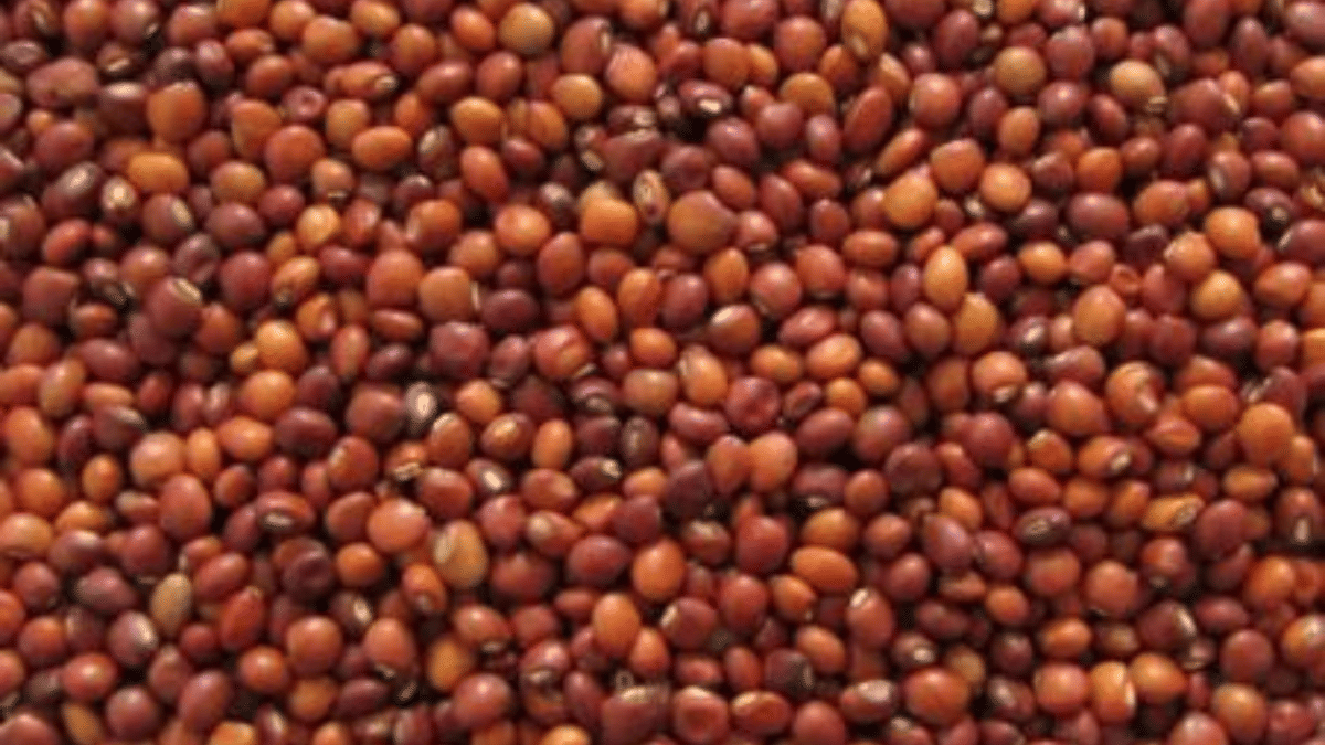 Techniques of Tur Cultivation |अर्धरब्बी तूर लागवडीचे तंत्र जाणून घ्या