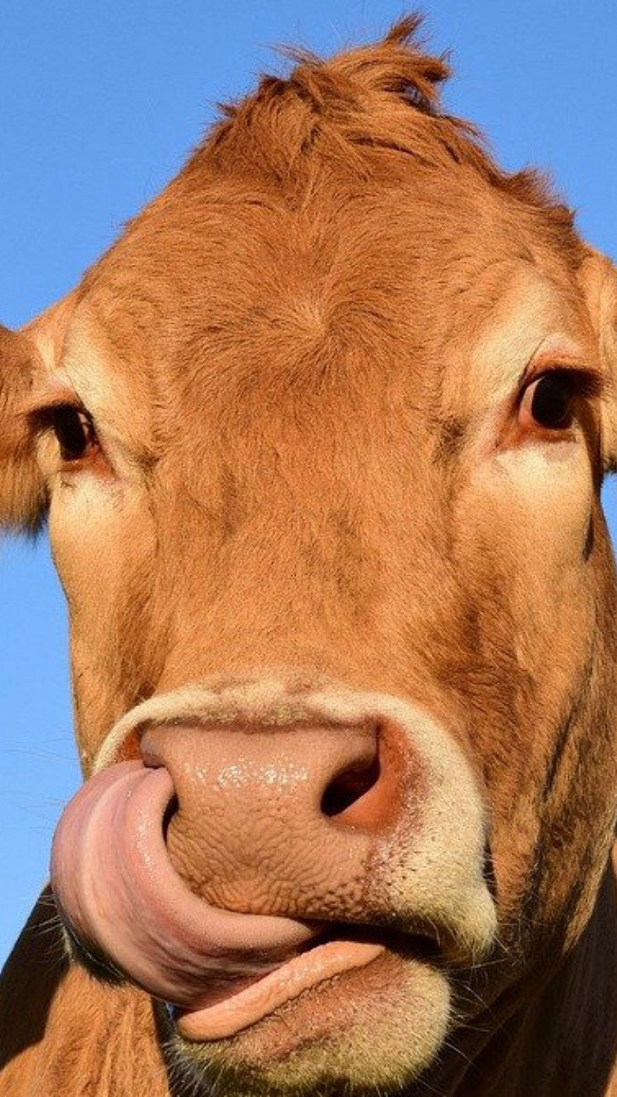 Selection Of Dairy Animals selection-of-dairy-animals