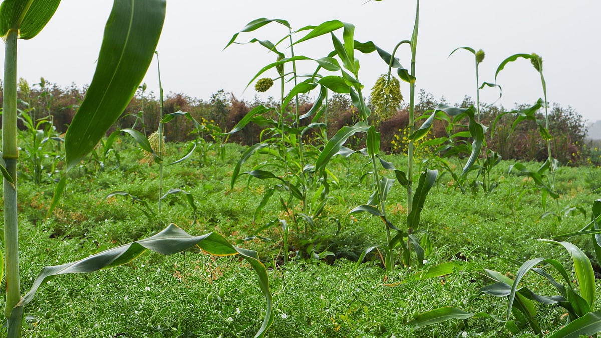 जनावरांसाठी द्विदल वर्गातील चारा पिके | Legume cowpea Fodder For Animals
