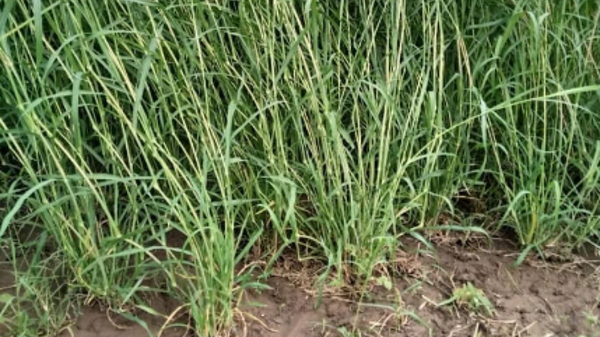 अशी करा मारवेल चाऱ्याची जिरायती लागवड|Marvel Grass Cultivation Practices