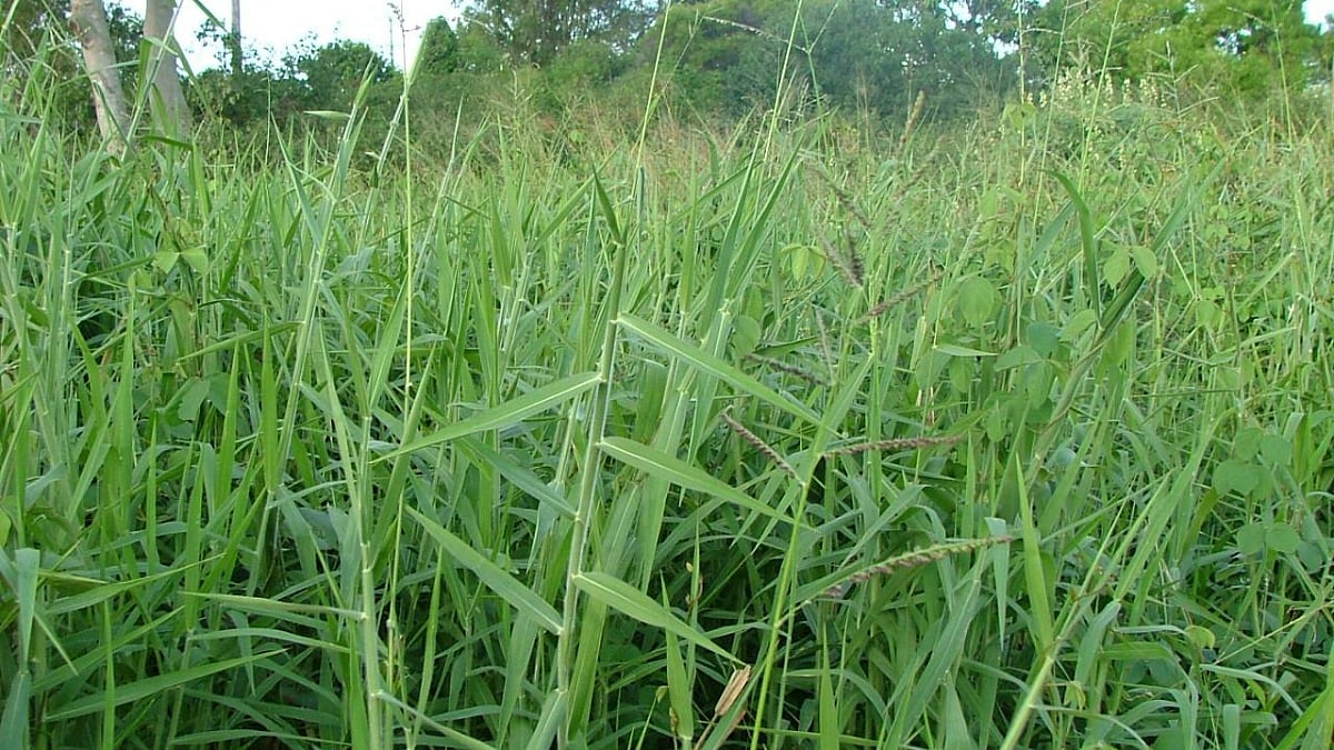 हिरव्या चाऱ्यासाठी पॅरा गवताची लागवड करा | Para Grass Fodder Cultivation
