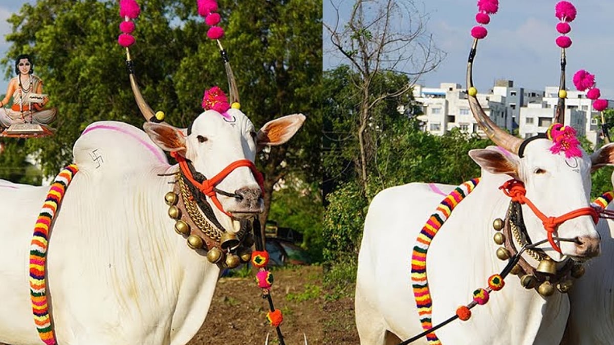 Take care of this while celebrating the Bail Pola?|बैलपोळा साजरा करताना ...