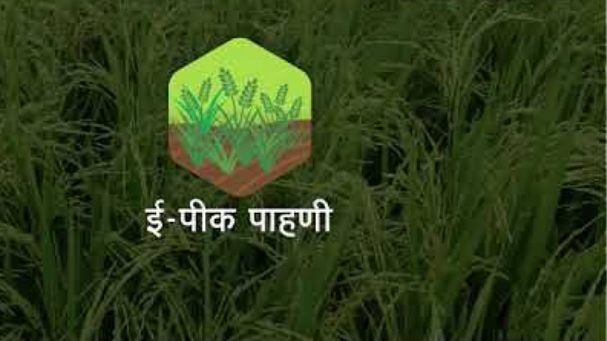 E Peek Pahani । तीन लाखावर शेतकऱ्यांकडून ई पीक पाहणी करणे बाकी । E Peek ...