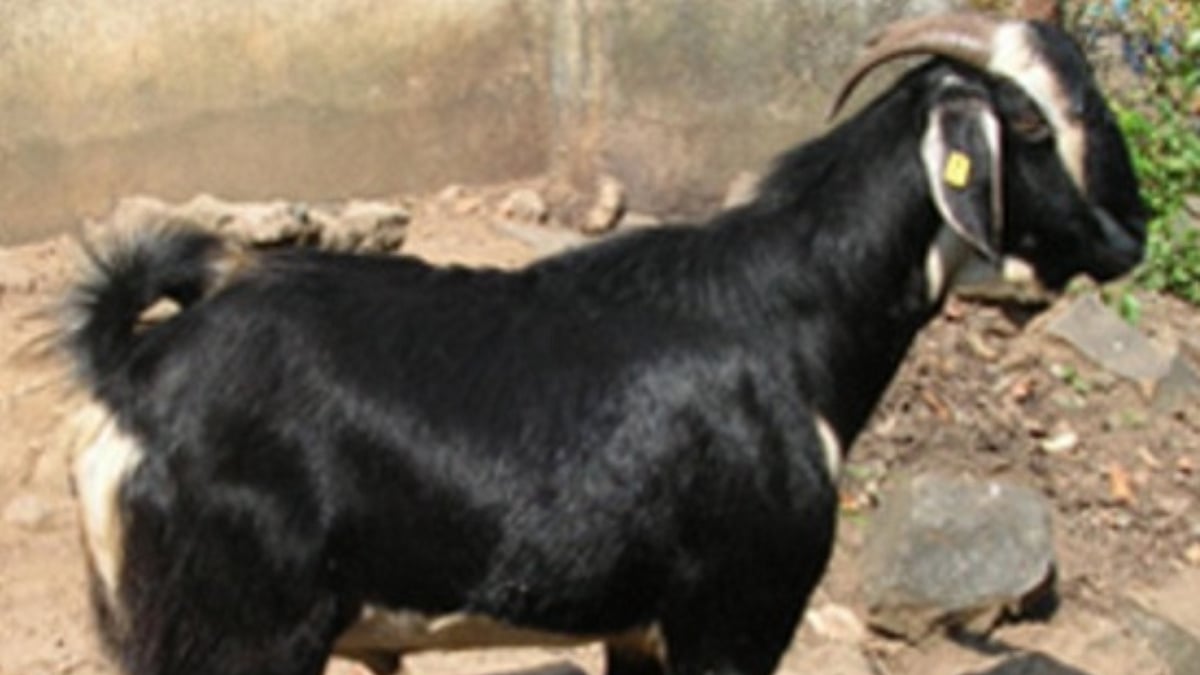 Goat Farming : कोकण कन्याळ शेळीची वैशिष्ट्ये माहीत आहेत का