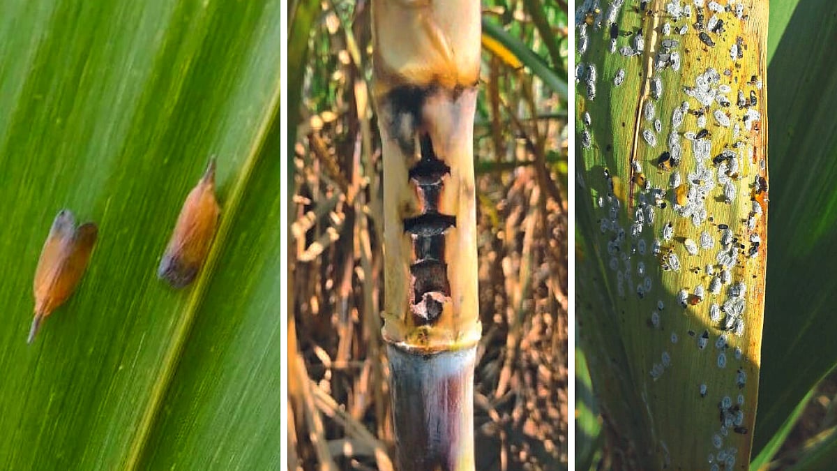 उसावरील किडींचे एकात्मिक नियंत्रण । Sugarcane Pest Control