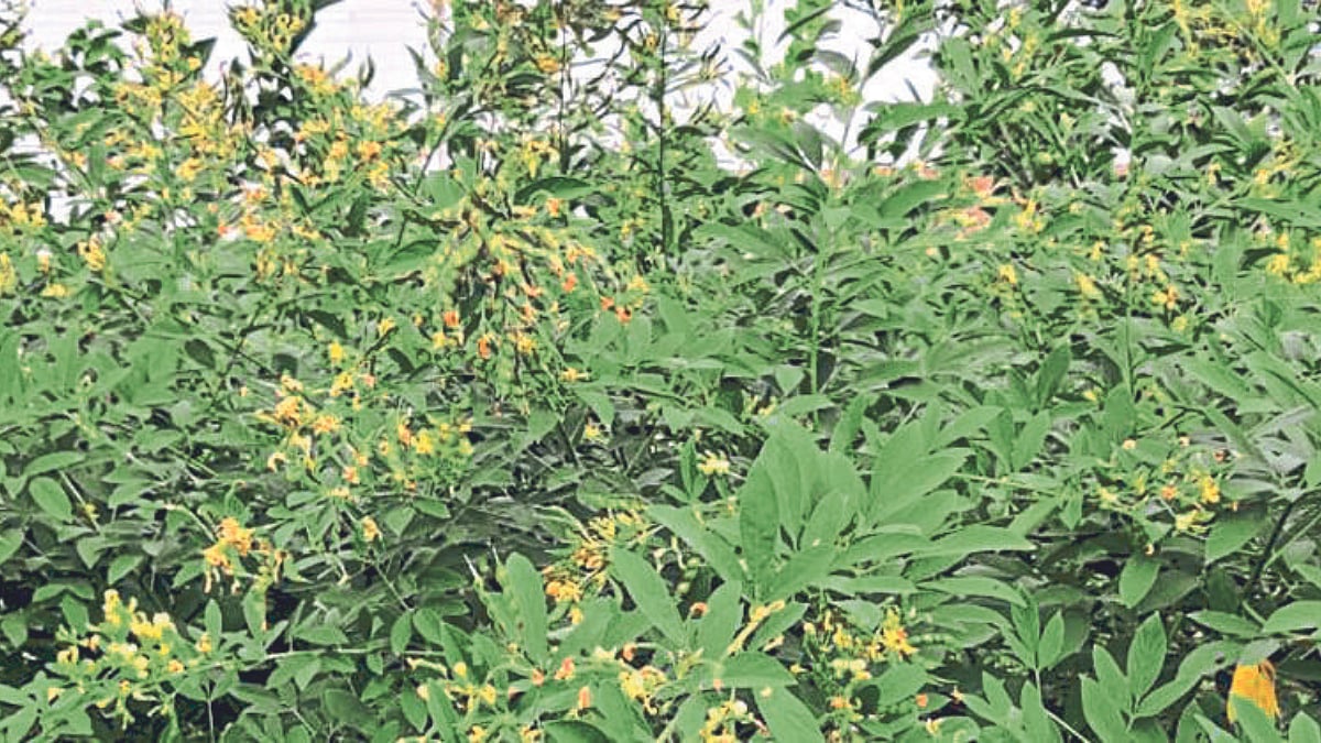 Tur Disease : तुरीतील फायटोप्थोरा ब्लाईट रोगाच नियंत्रण |Control of ...