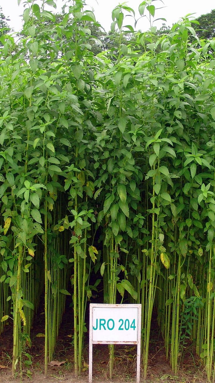 ताग पीक जोमात | Jute Crop