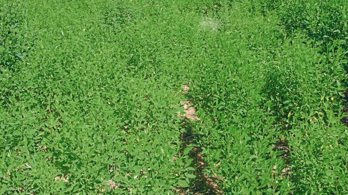 तुरीवरील एरिओफाइड माइटचे नियंत्रण । Tur Crop Disease