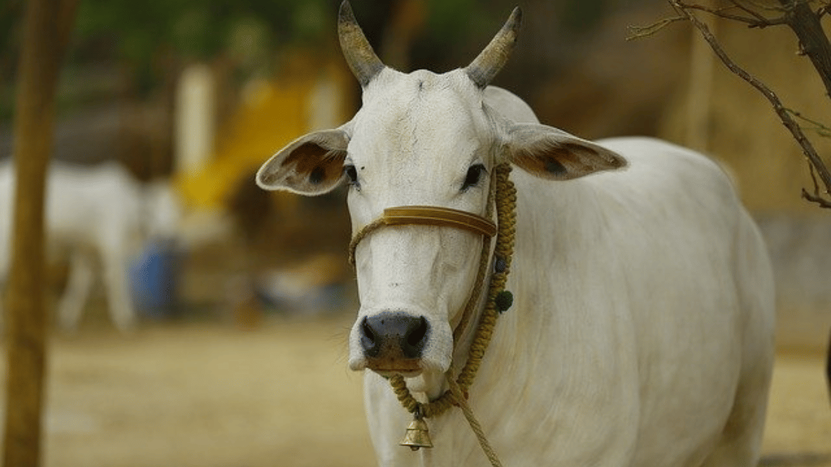 कठानी गोवंशाची राष्ट्रीय पातळीवर नोंद । Kathani Cow