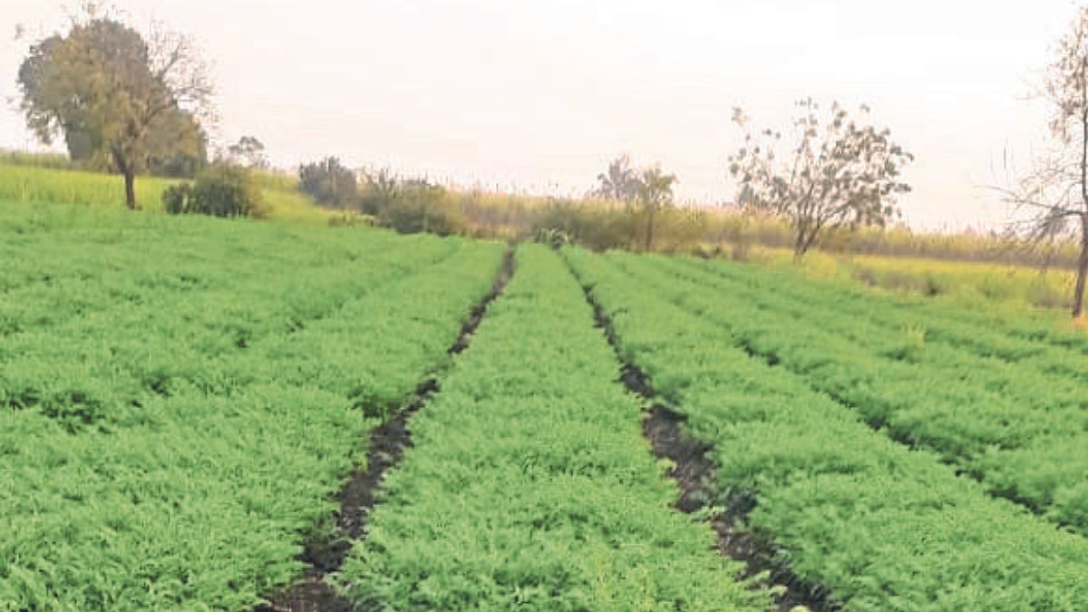 हरभरा पेरणीचा वेग मंदावला?|Slowed down the rate of chickpea sowing?