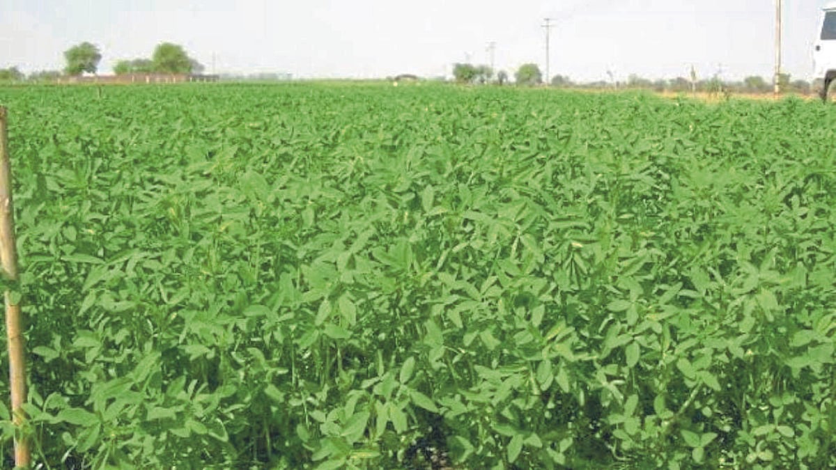 बरसीम चारा पिकाची लागवड | Barsim Crop