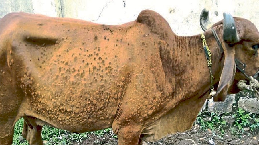 लम्पी स्कीन’ मुळे ८३ जनावरे दगावली|Lumpy Skin