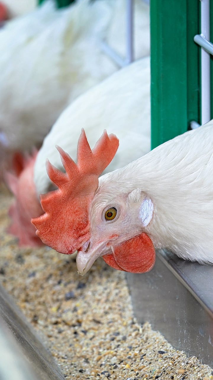 कोंबड्यातील खनीज कमतरतेची लक्षणे कशी ओळखायची|Poultry Feed, mineral ...