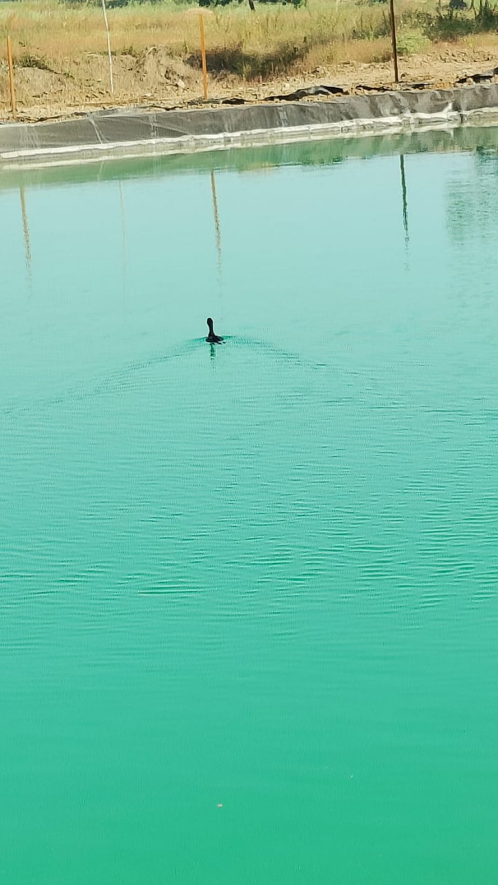 Shet Tale | शेततळ्याचा असाही होतोय फायदा