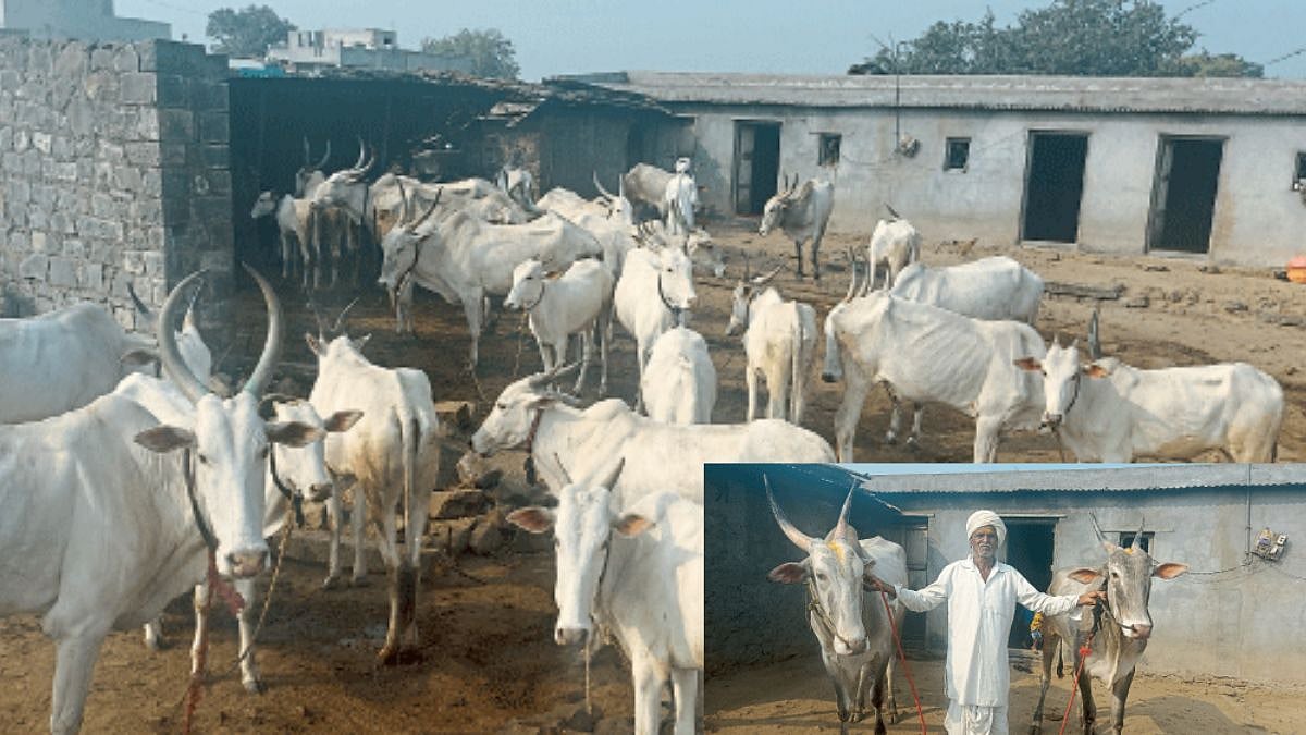 खिलार जनावरे संगोपनातून आर्थिक स्थैर्यता|Khilar Cow