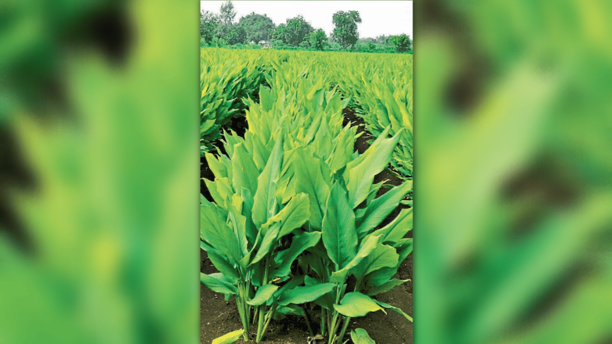 शेतकरी नियोजन पीक : हळद । Turmeric Crop