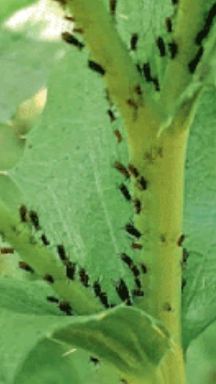 करडईवरील मावा किडीचे व्यवस्थापन | Management of Aphids pest on Safflower