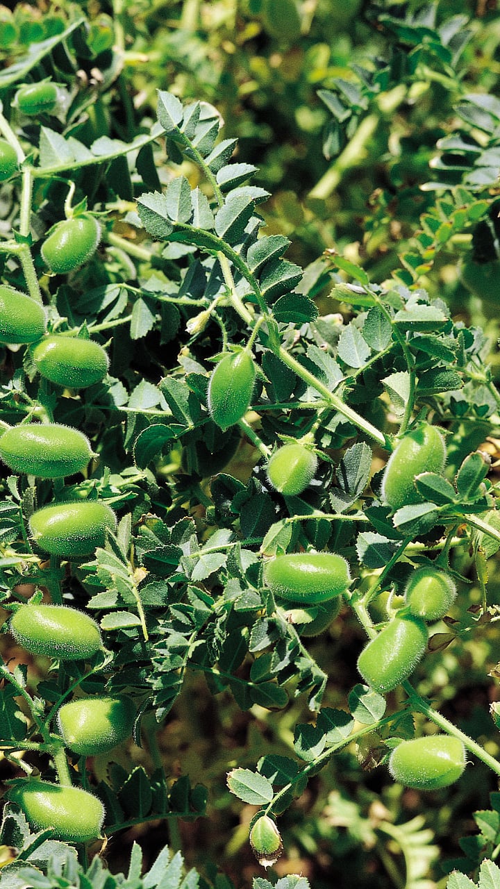 Chana Sowing : हरभऱ्याचा पेरा खरंच वाढणार का?
