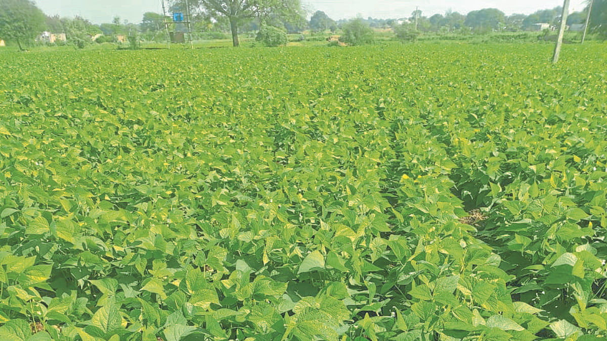 मराठवाड्यात शेतकऱ्यांची हरभऱ्याऐवजी राजमाला पसंती |In Marathwada ...