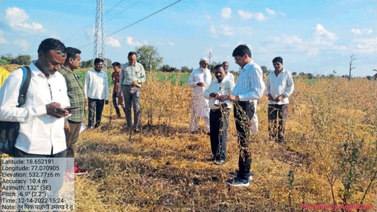 जळकोट तालुक्यात तुरीचे पीक वाळले । Tur Crop Damage