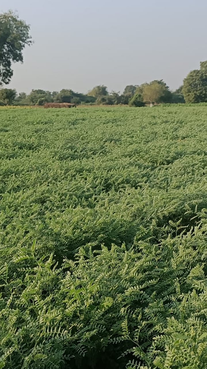 Chana Crop Management : हरभऱ्याची जास्तीची वाढ कशी रोखायची?|How to ...