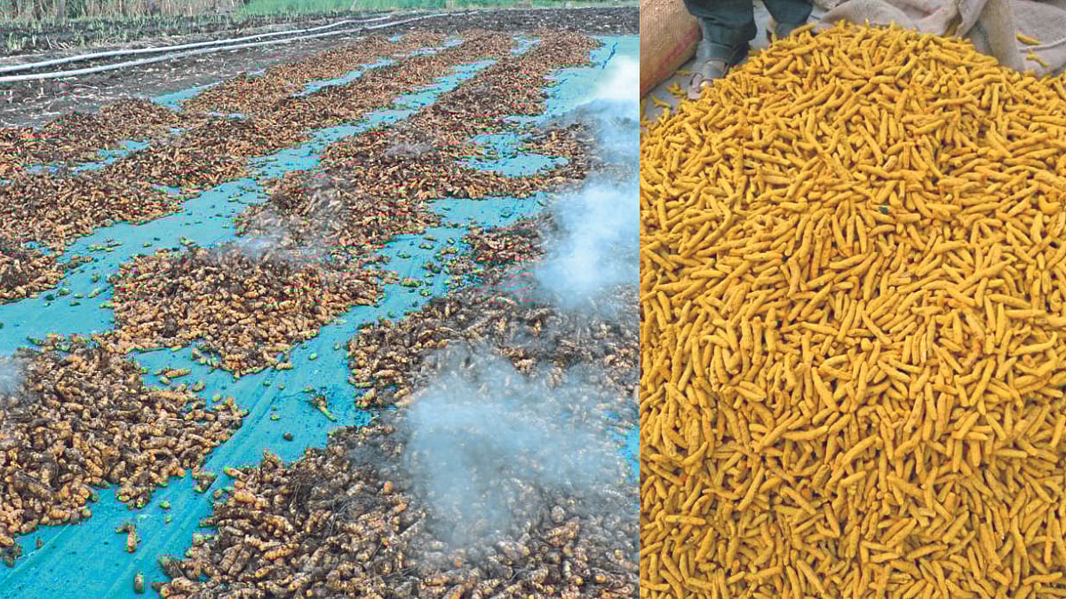 Turmeric Processing : सुधारित पद्धतीने हळद प्रक्रिया |Turmeric Process ...