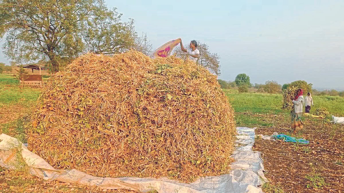 Rajma Harvesting ।राजमा पिकाची काढणी सुरू। Harvesting of Rajma crop has ...
