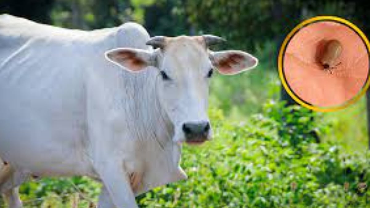 जनावरांमध्ये गोचीडनाशकामुळे होणारी विषबाधा | Animals Gochid