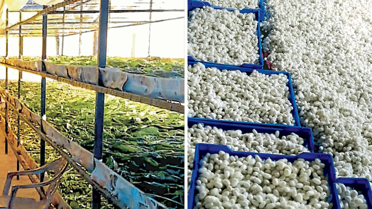 Reshim Udyog: रेशीम शेतीतून संघर्षमय जीवनाला आला ‘अर्थ’ । Sericulture