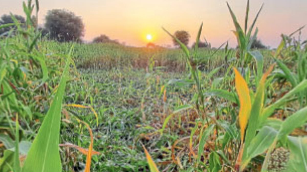 Crop Damage : रानडुकरांच्या उपद्रवामुळे पिकांचे नुकसान | Crop damage ...