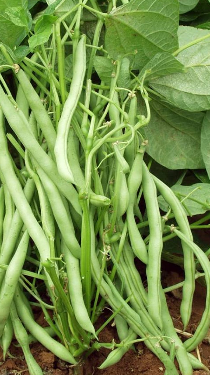 राजमा पीक का आहे फायदेशीर? | Why is rajma crop beneficial?