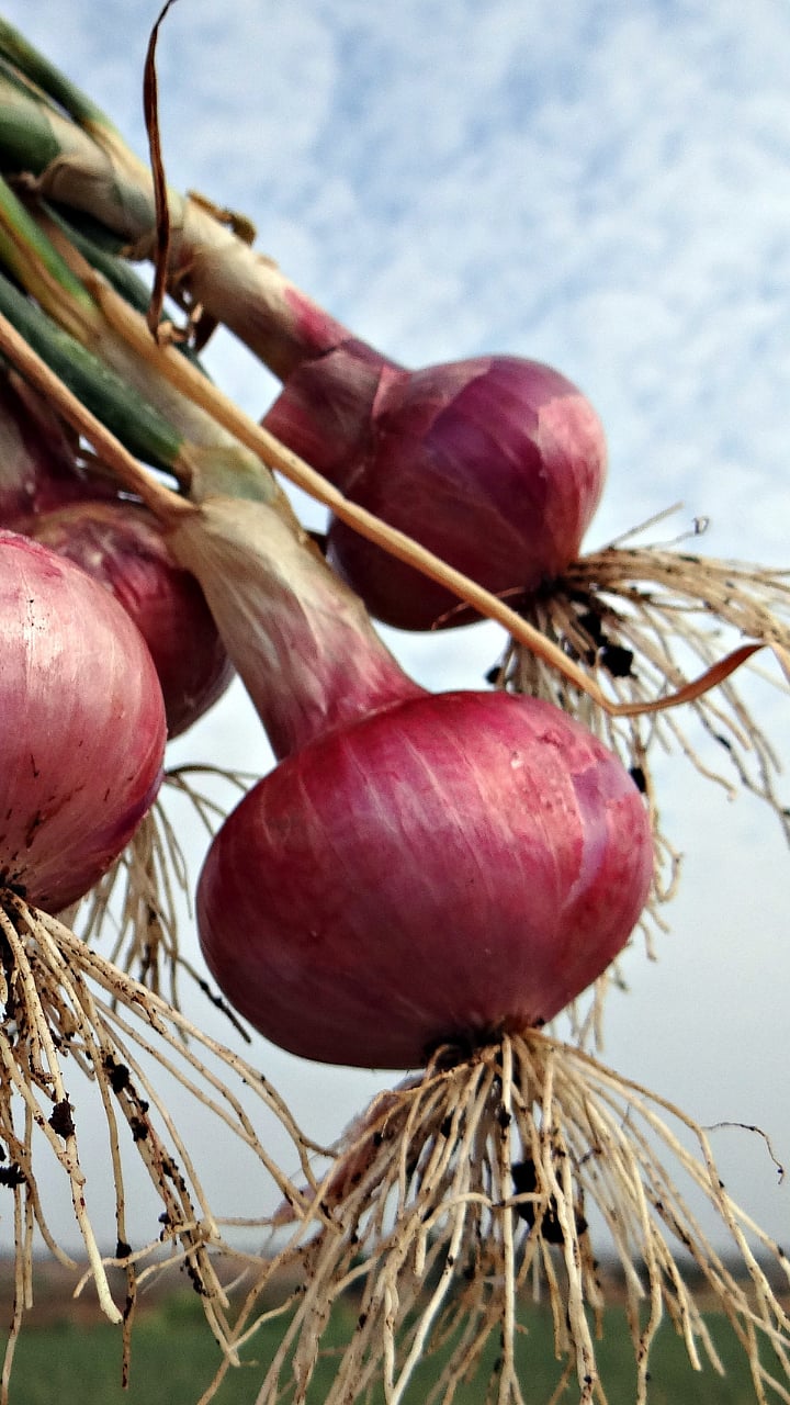Onion Rate | नगरमध्ये कांद्याला मिळतोय कवडीमोल दर | Onion is Rs 1 to 10 ...