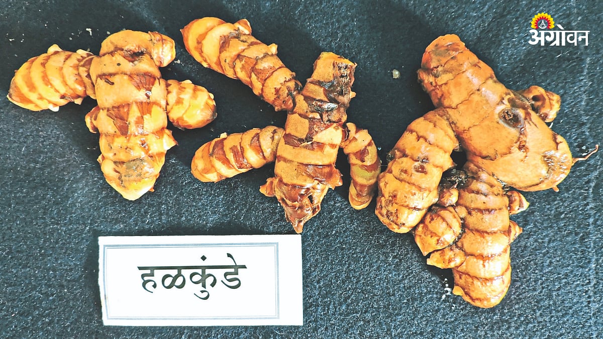 Storage Turmeric | हळद बेणे साठवणुकीचे तंत्र तुम्हाला माहितेय का? | Do ...
