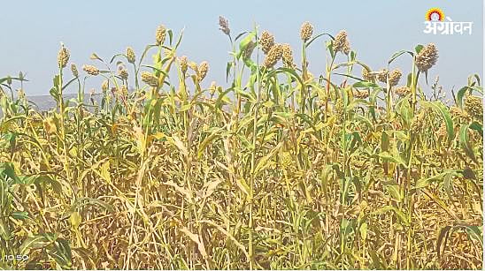 Jowar Crop | ज्वारी पिकात तयार केला हातखंडा | Haatkhanda prepared in ...