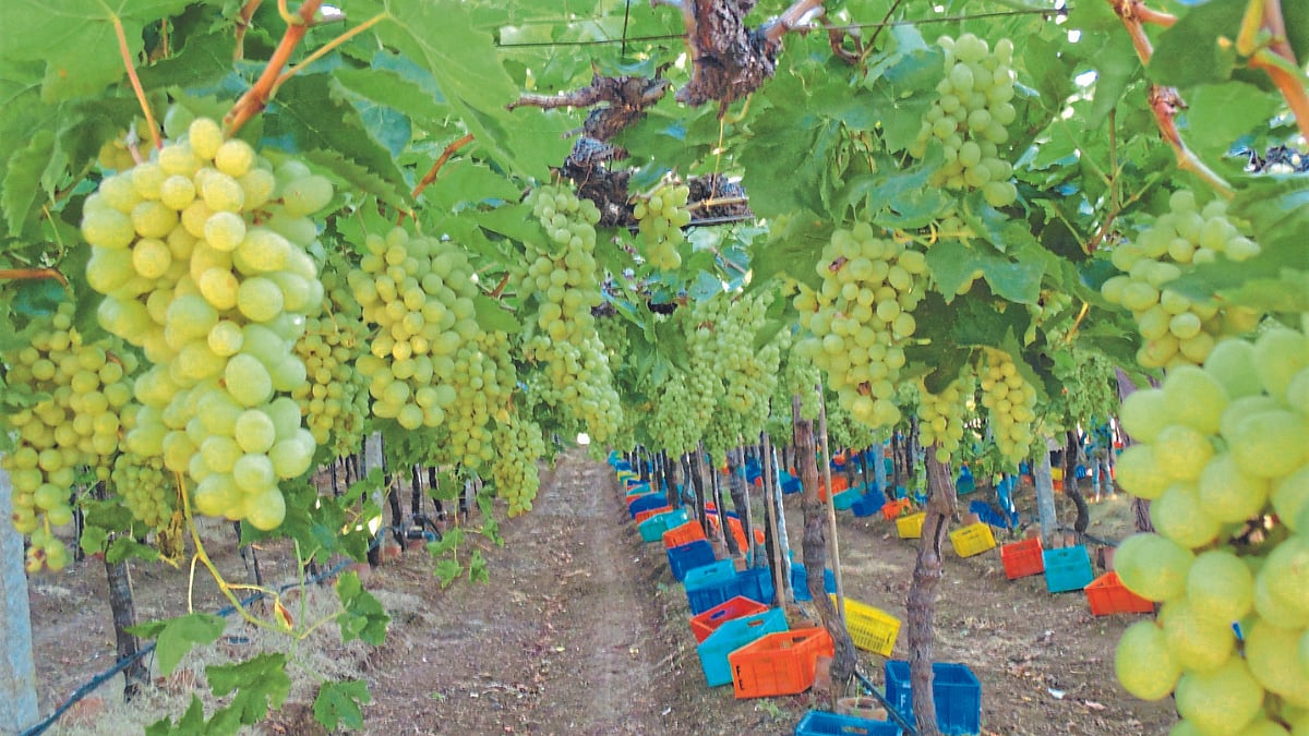 Grape Export । सांगलीतून परदेशातील द्राक्ष निर्यातीत १४७६ टनांनी वाढ ...