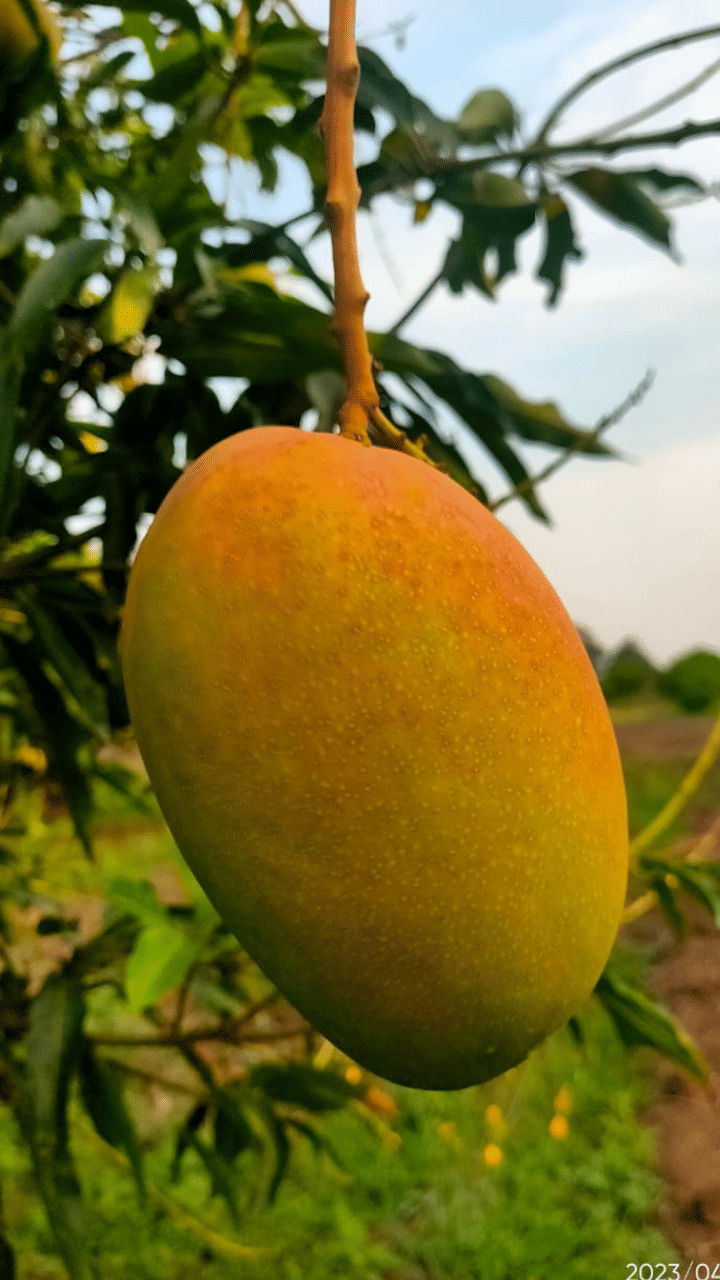 Mango Season| गावरान आंब्याला जपणं कुणाची जबाबदारी?| Whose ...