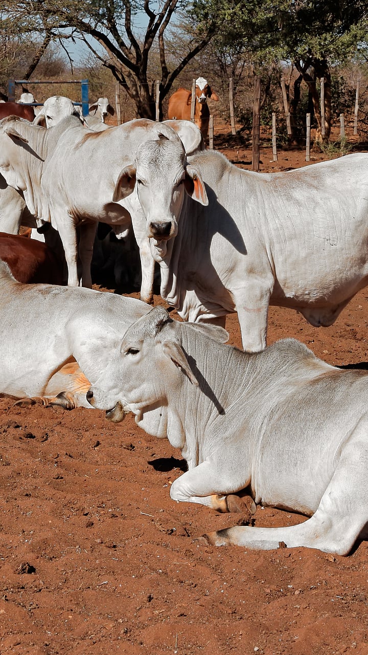 What are the causes of heat stroke in animals?