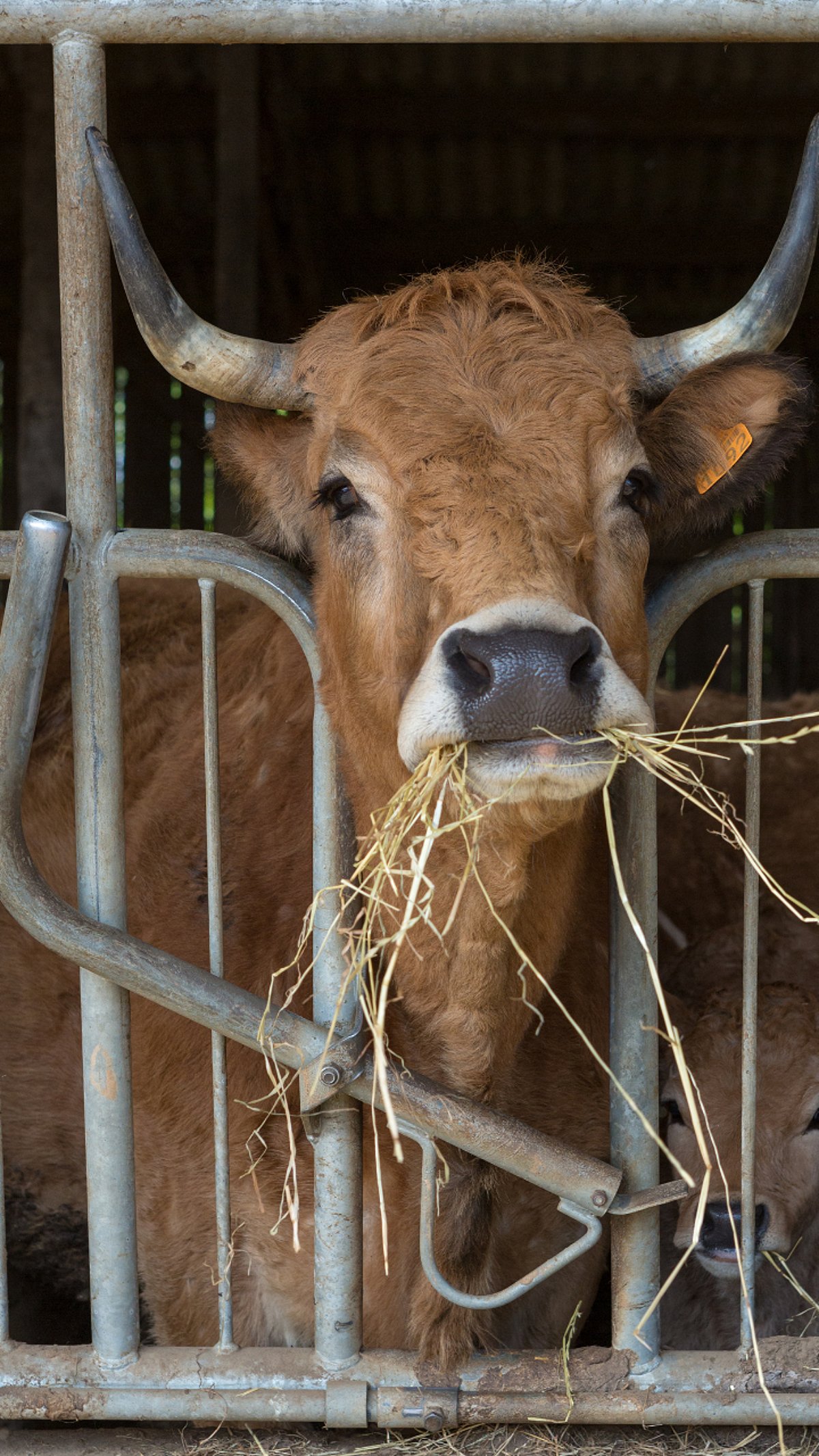 Animal Diseases animal-diseases