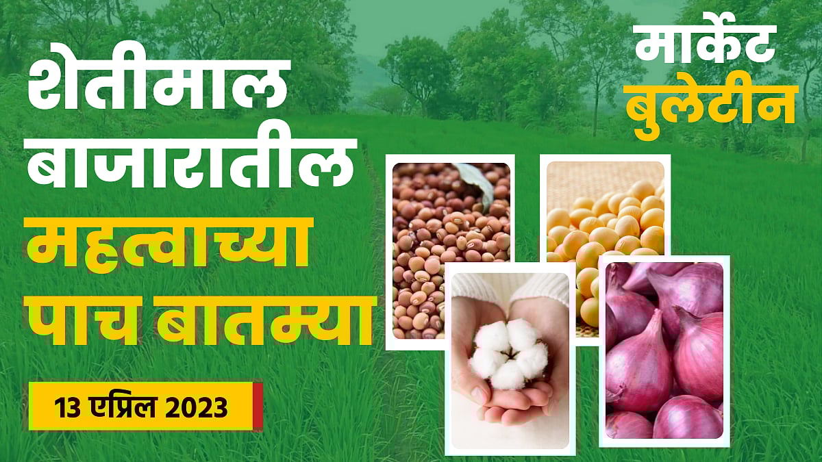 Agrowon Podcast | रब्बीतील मका आवक हळूहळू वाढतेय | Maize arrivals in ...