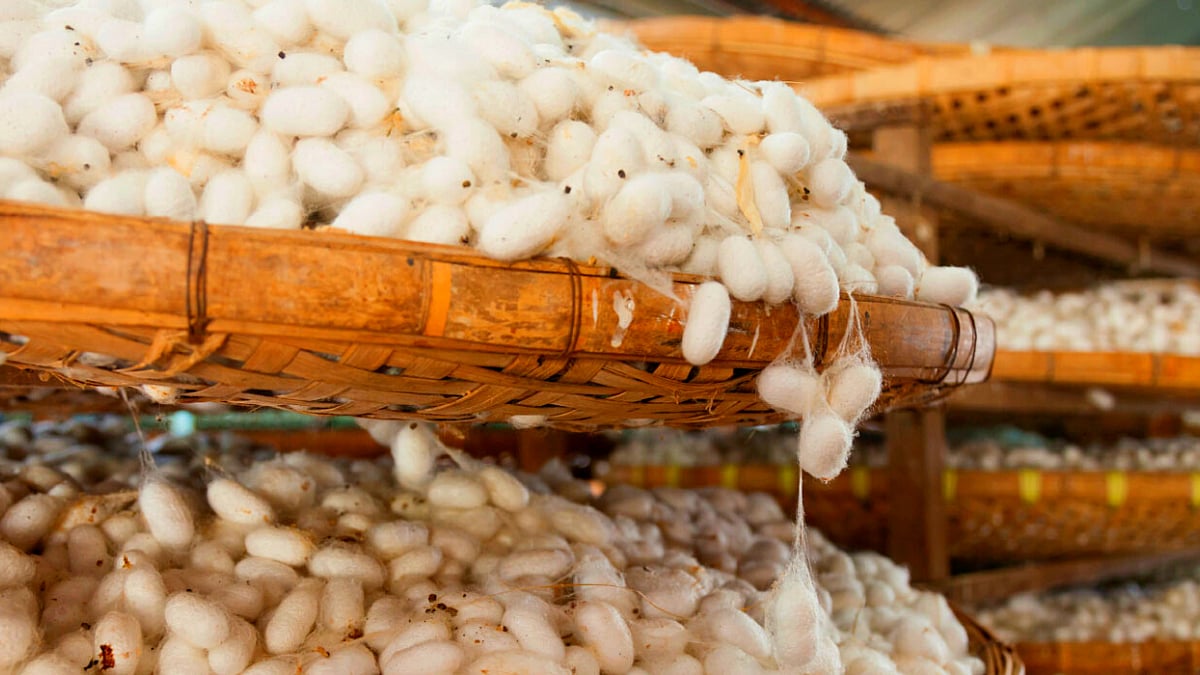 Silk Cocoon Market । वर्षभरात १३१ टनांवर रेशीम कोषांची खरेदी ...
